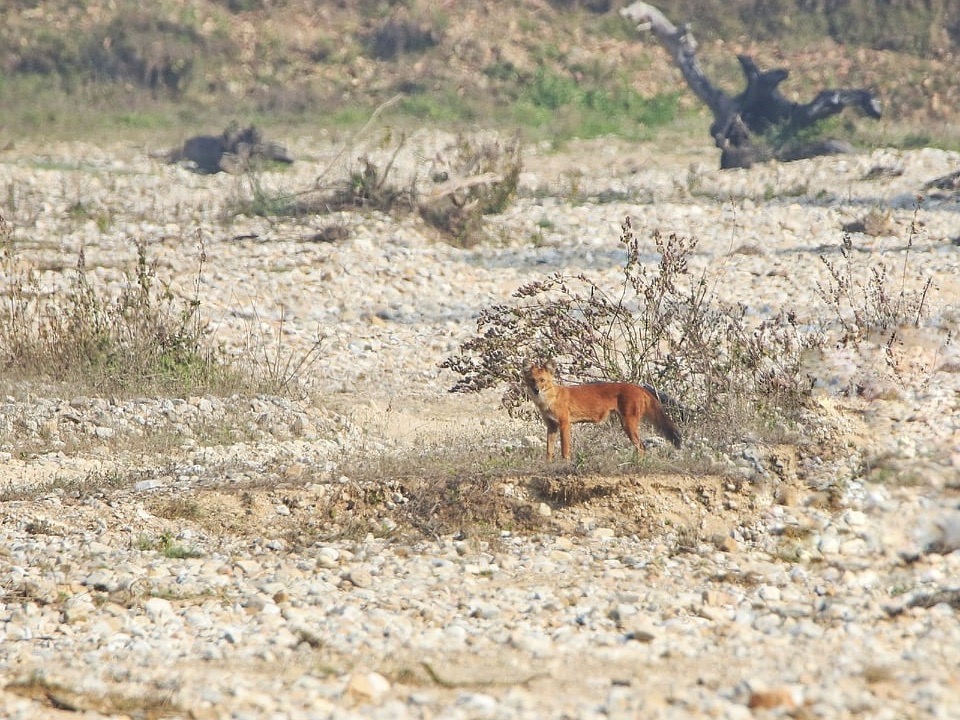 Breaking Barriers and Chasing Dholes | Cornell K. Lisa Yang Center for Wildlife Health | Cornell ...